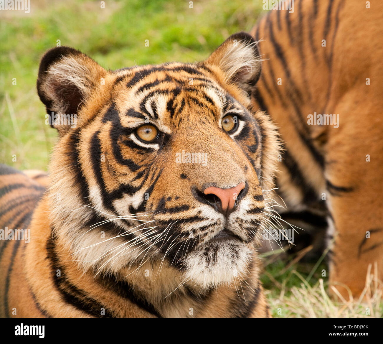 Tigri a strisce immagini e fotografie stock ad alta risoluzione - Alamy
