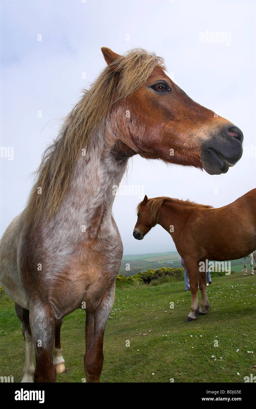 Pit pony immagini e fotografie stock ad alta risoluzione - Alamy