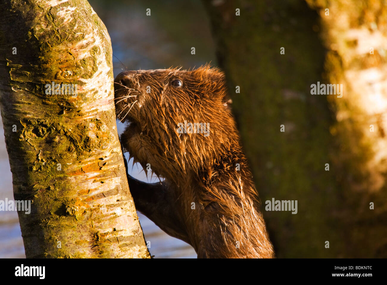 Albero abbattimento castoro immagini e fotografie stock ad alta ...