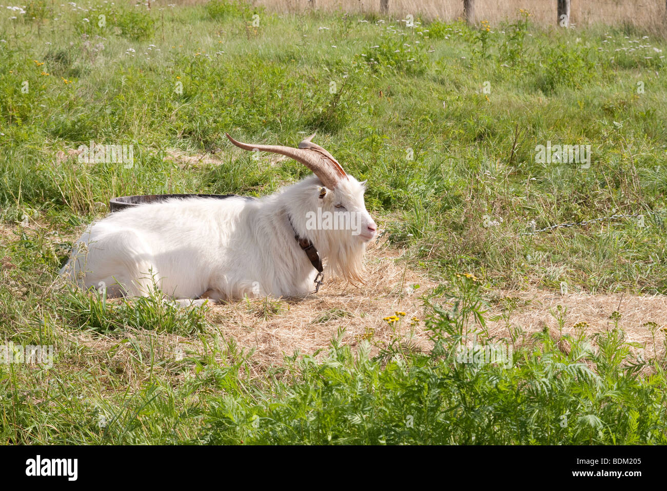 Capra lunga immagini e fotografie stock ad alta risoluzione - Alamy