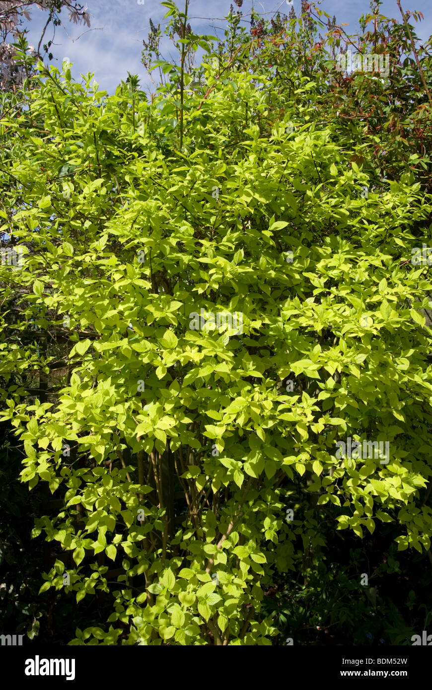 Philadelphus coronarius aurea immagini e fotografie stock ad alta ...