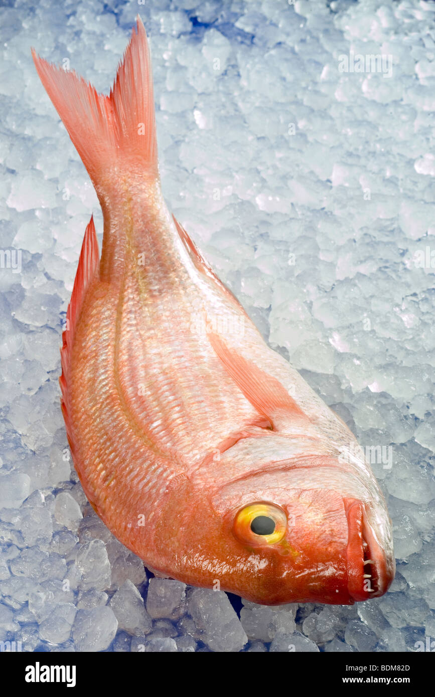 Pagellus erythrinus immagini e fotografie stock ad alta risoluzione - Alamy