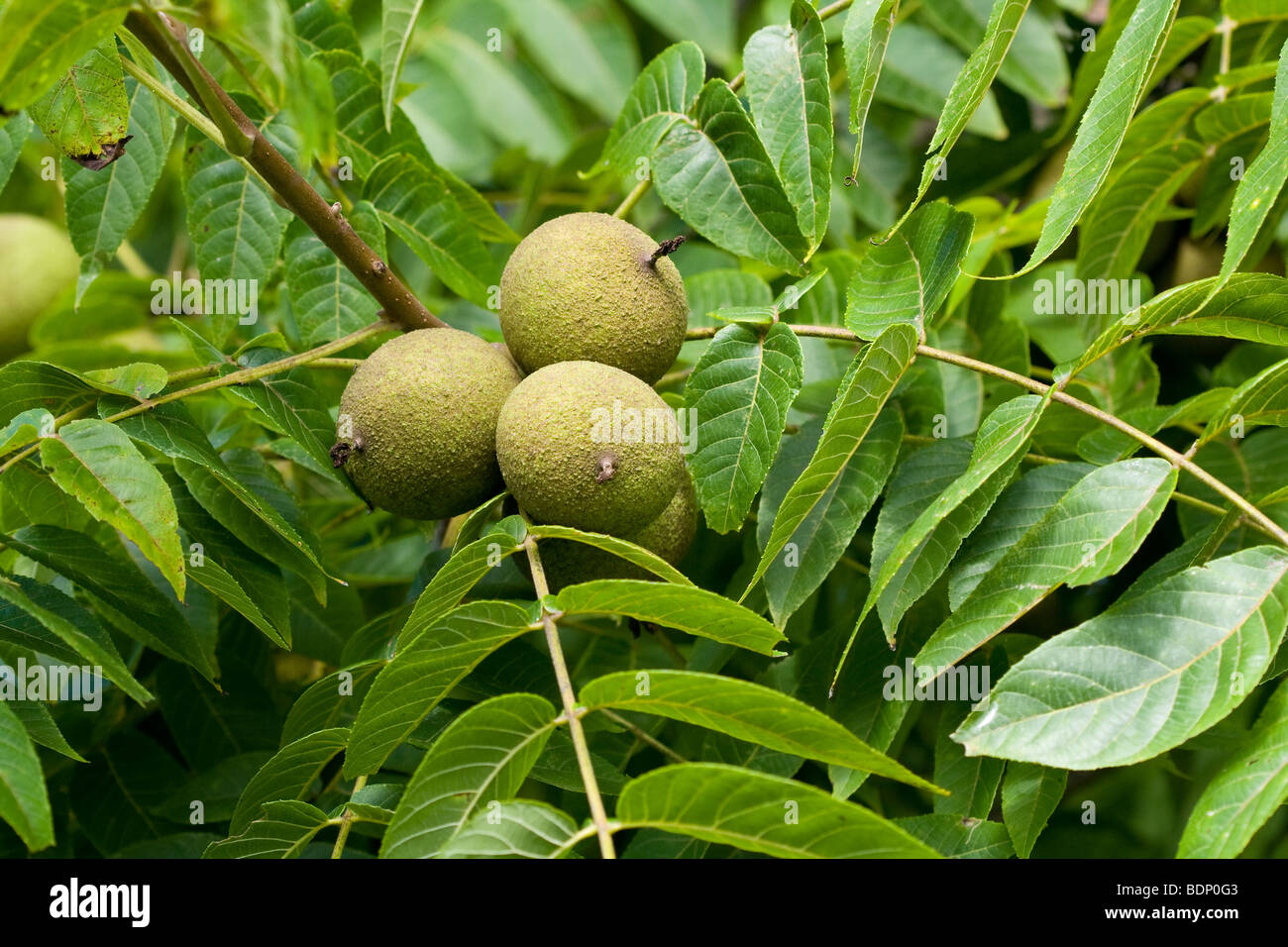 Noce Nero (Juglans nigra) frutta e foglie Foto stock - Alamy