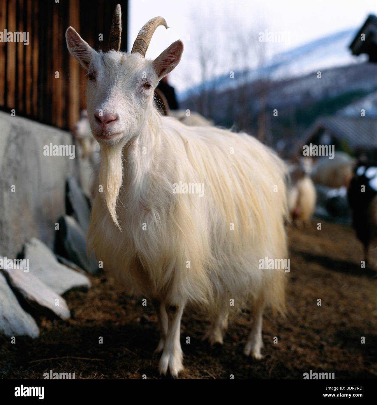 Capra Casa Immagini e Fotos Stock - Alamy