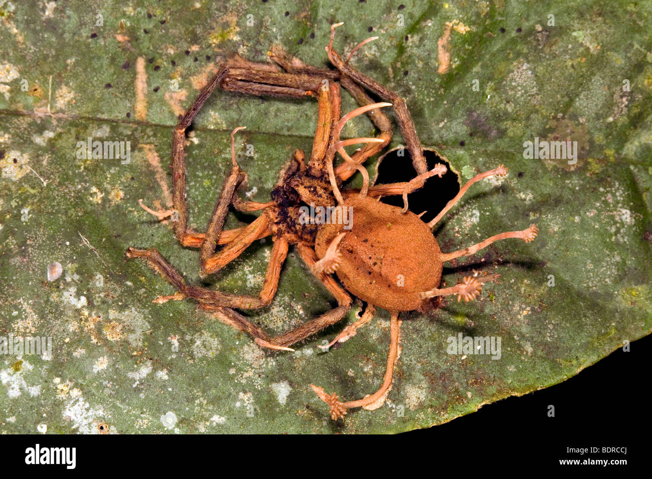 Spider parasitized cordyceps fungus in immagini e fotografie stock ad ...