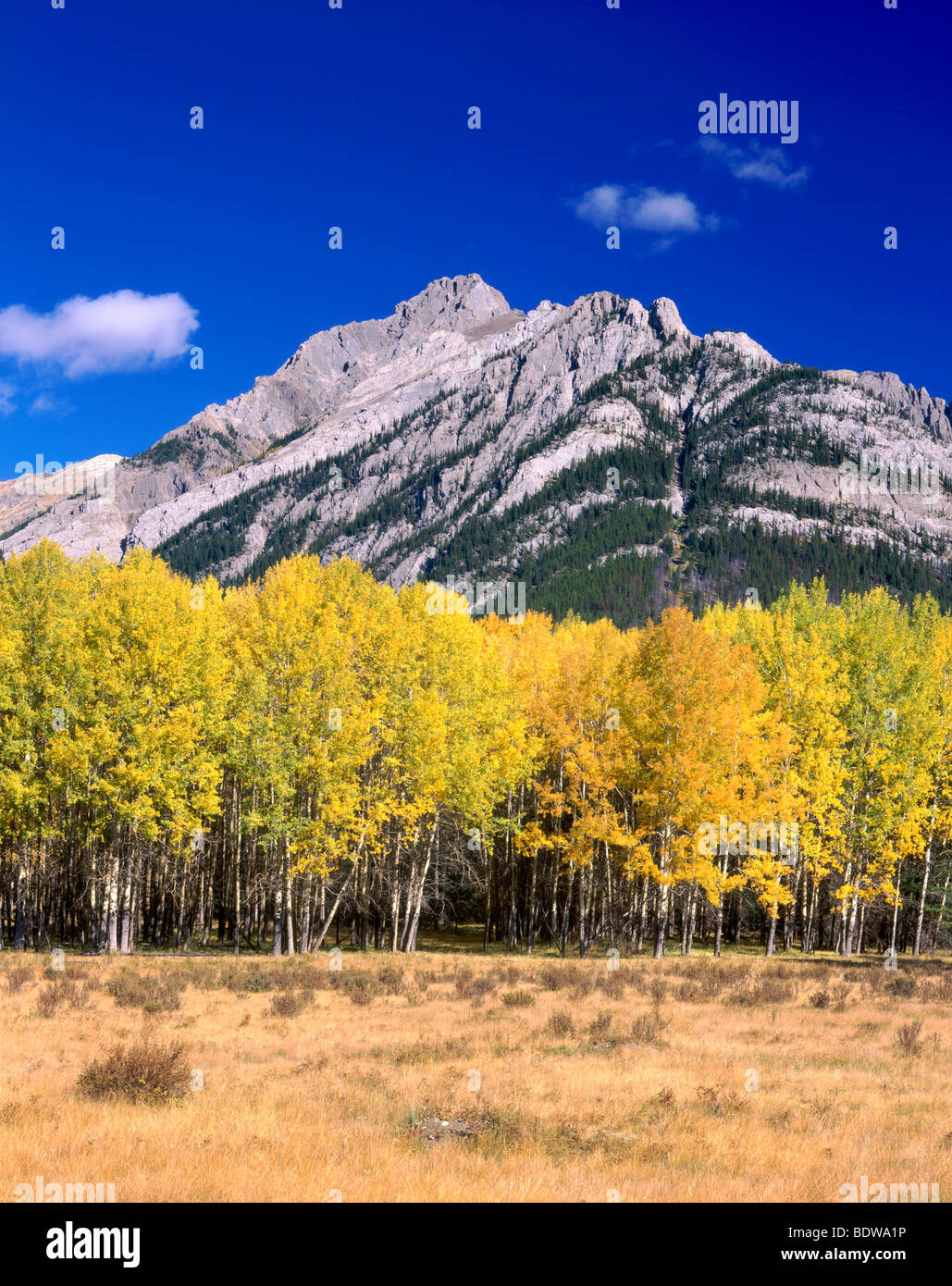 Golden aspen trees (Populus tremuloides) e la gamma Sawback del Parco ...