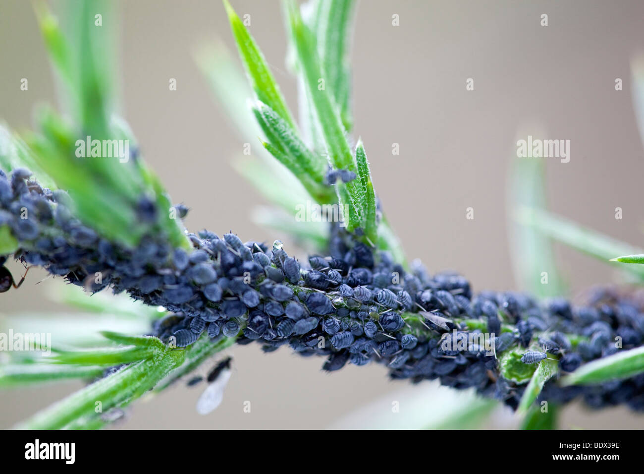 Colonia di afidi su gorse; formiche avanzamento sul'afide di melata ...