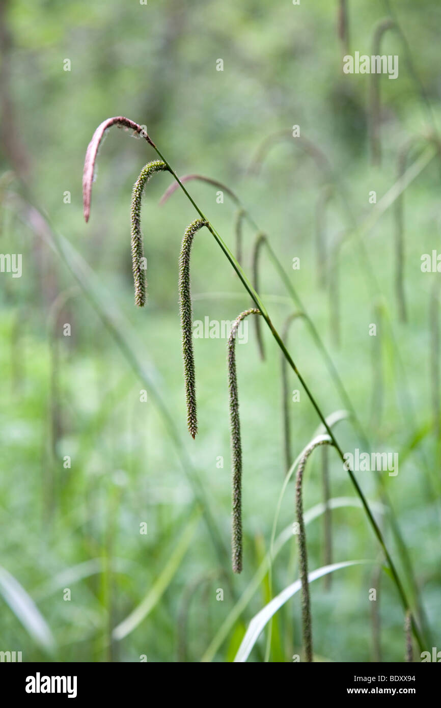 Pendula carex pendula immagini e fotografie stock ad alta risoluzione ...