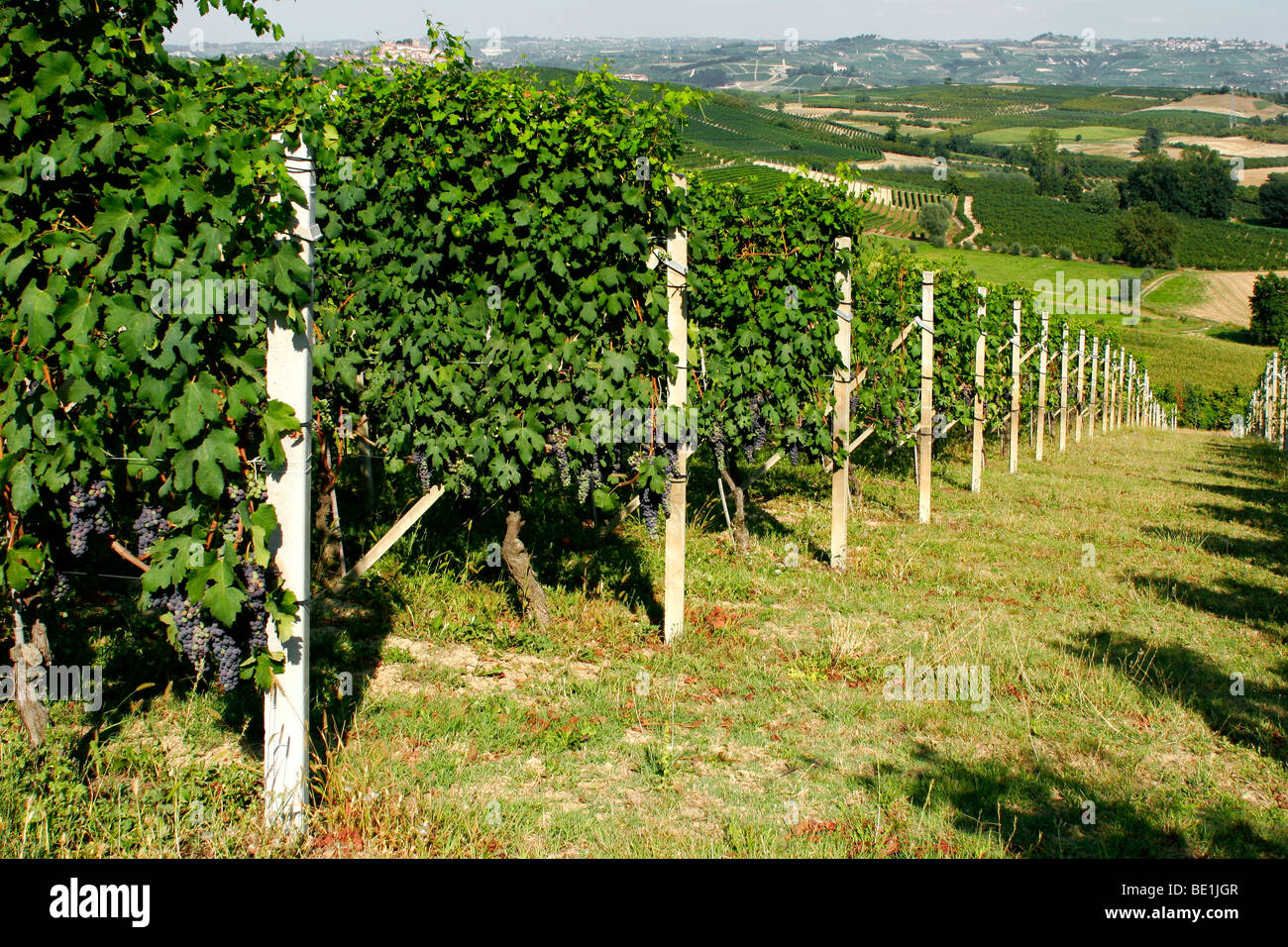 Langhe vigneti immagini e fotografie stock ad alta risoluzione - Alamy