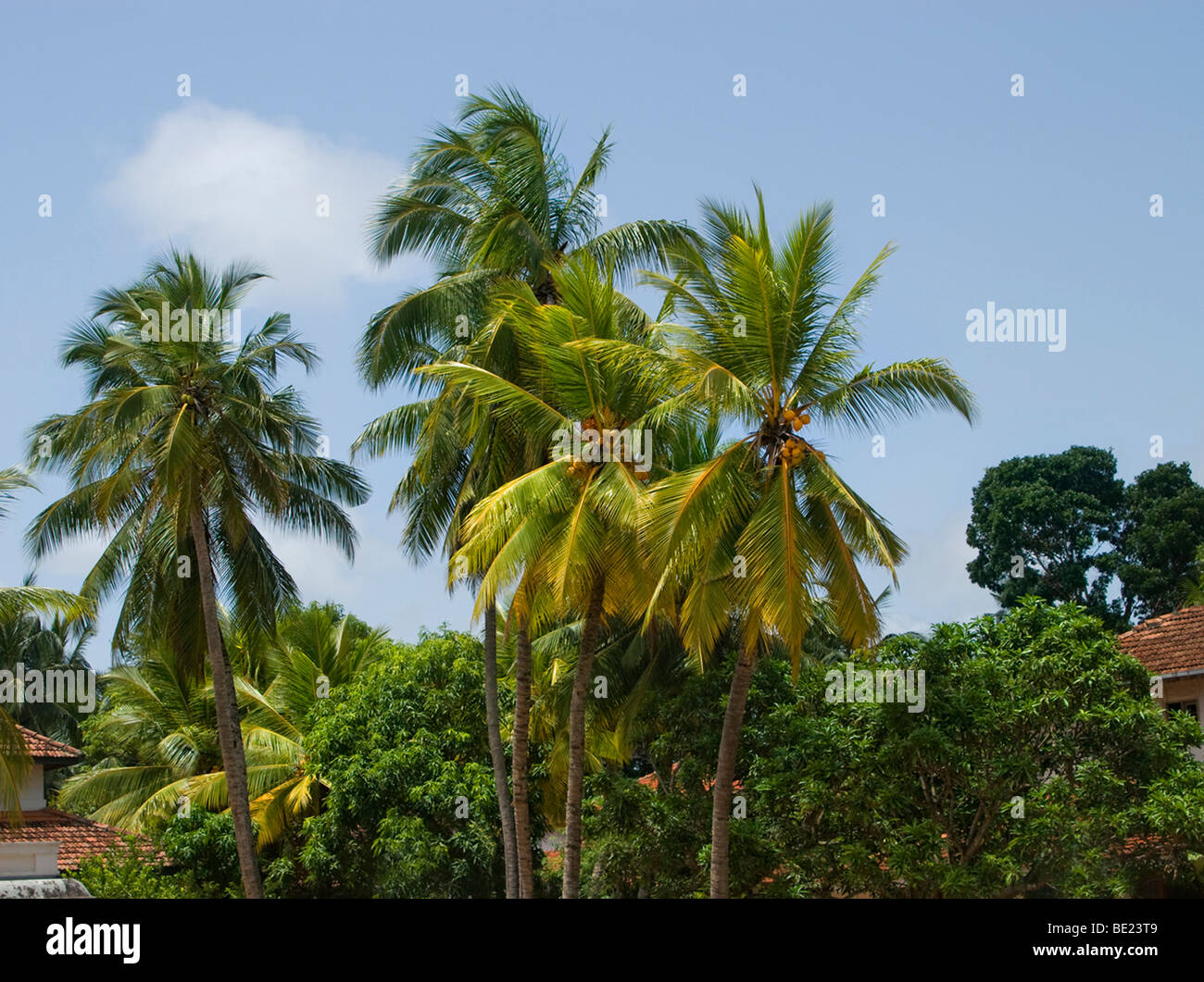 Le file delle palme immagini e fotografie stock ad alta risoluzione - Alamy