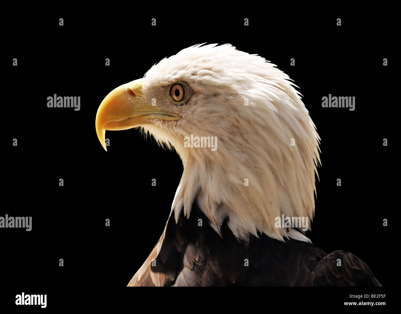 Aquila calva americana immagini e fotografie stock ad alta risoluzione ...