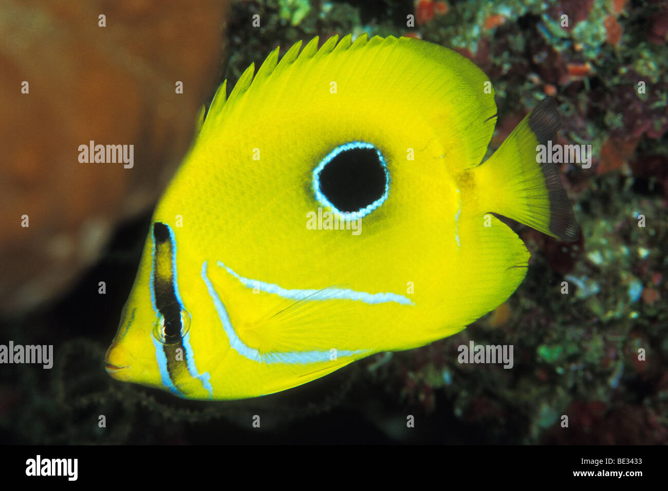 Bennetts butterflyfish immagini e fotografie stock ad alta risoluzione ...