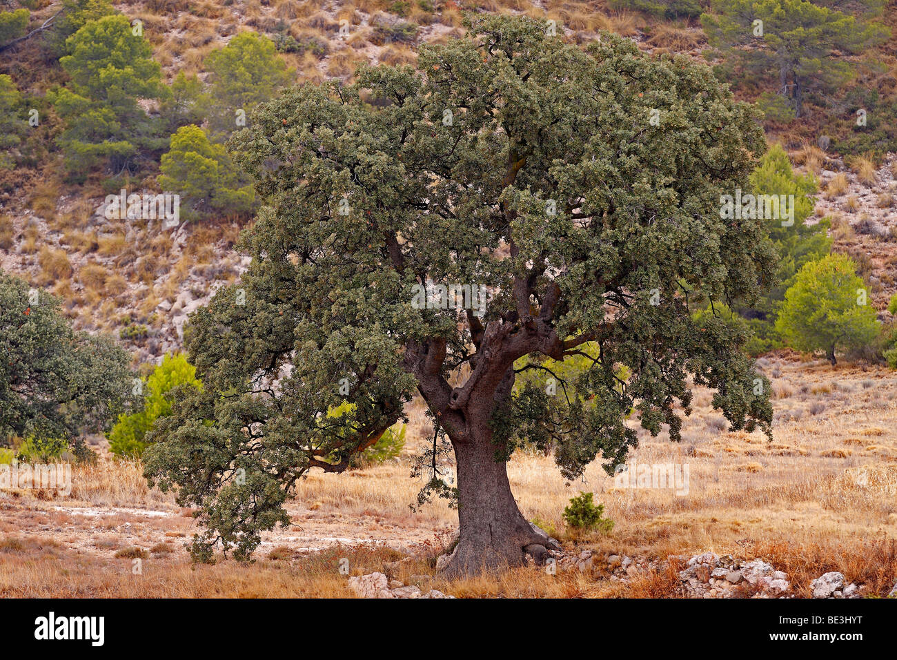 Leccio albero immagini e fotografie stock ad alta risoluzione - Alamy