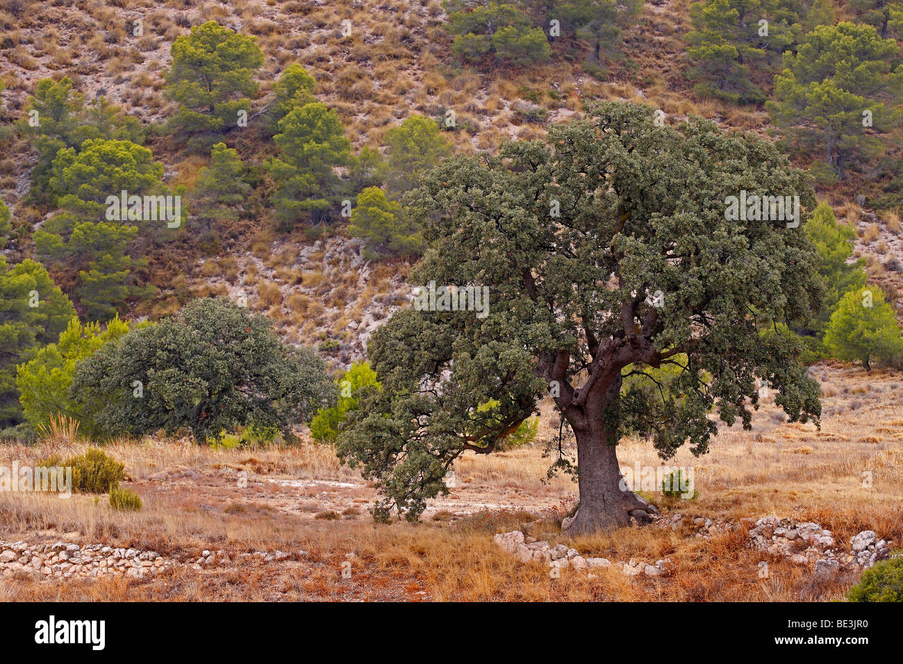 Leccio albero immagini e fotografie stock ad alta risoluzione - Alamy