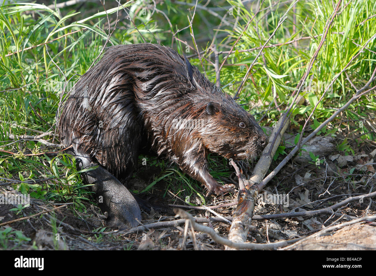 Castoro che rosicchia immagini e fotografie stock ad alta risoluzione ...