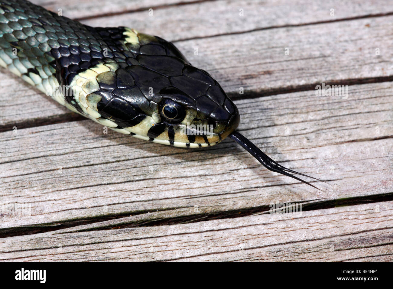 Ringelnatter natrix natrix grass snake immagini e fotografie stock ad ...