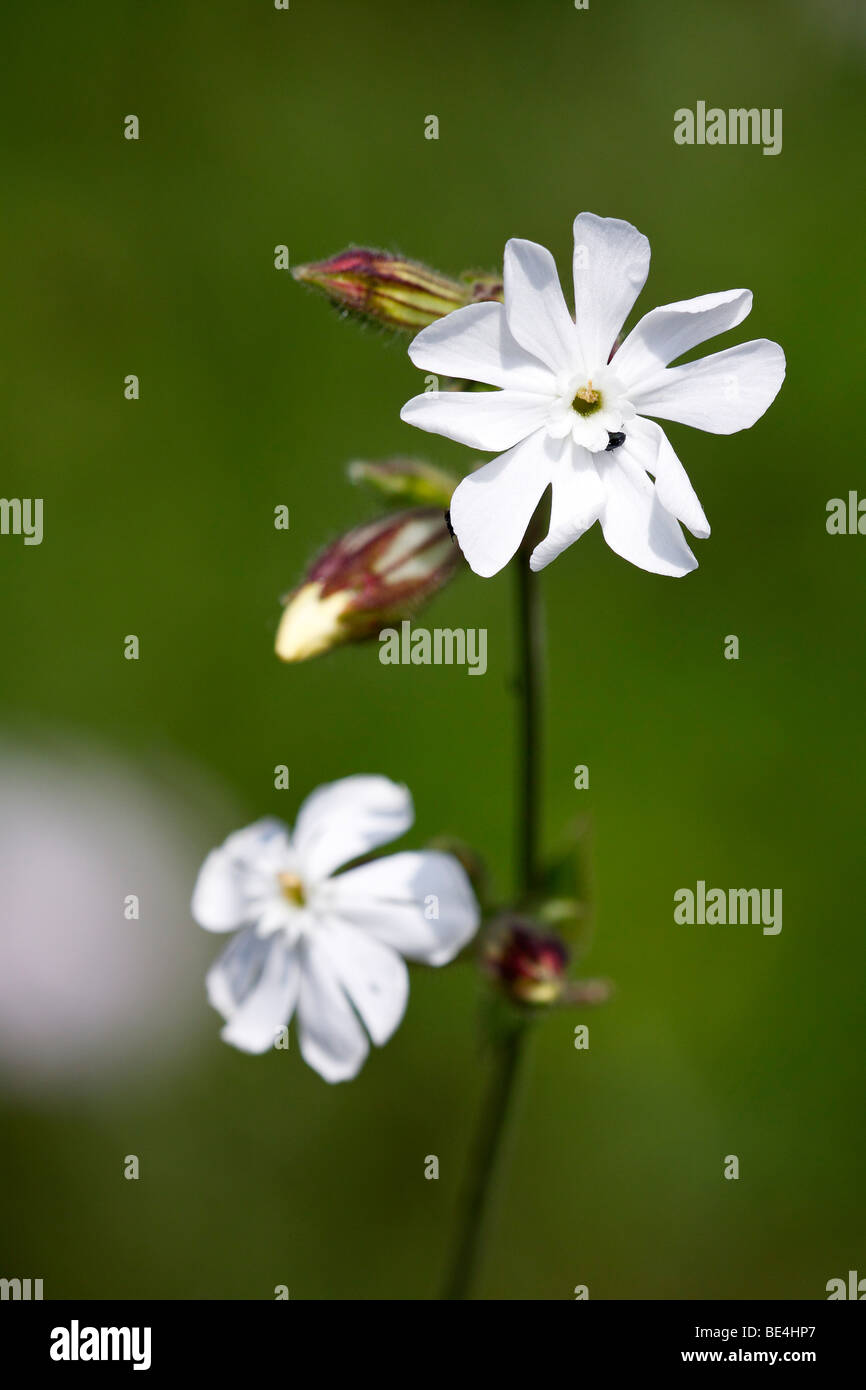 Silene latifolia immagini e fotografie stock ad alta risoluzione - Alamy