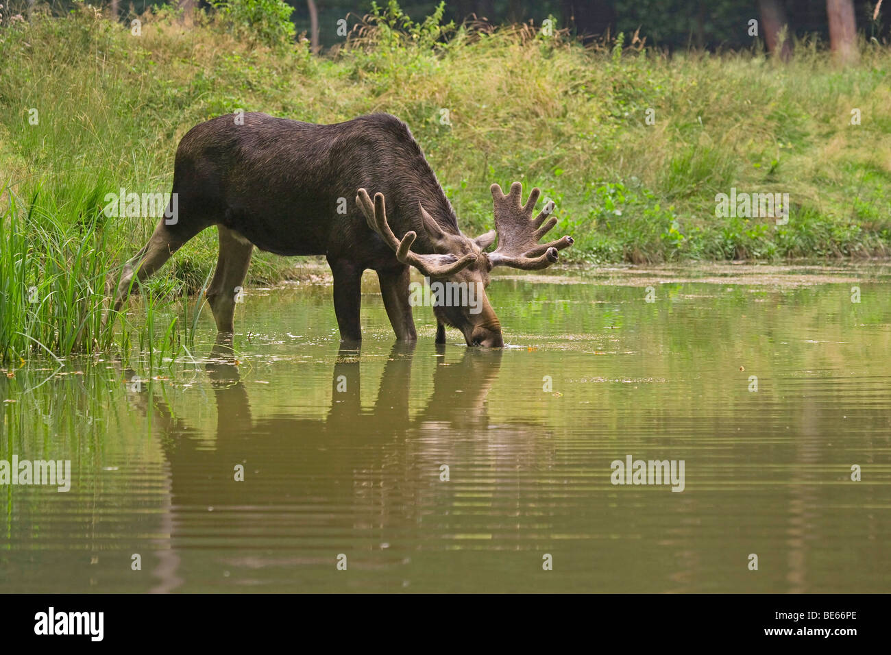 Alce alces in acqua immagini e fotografie stock ad alta risoluzione - Alamy