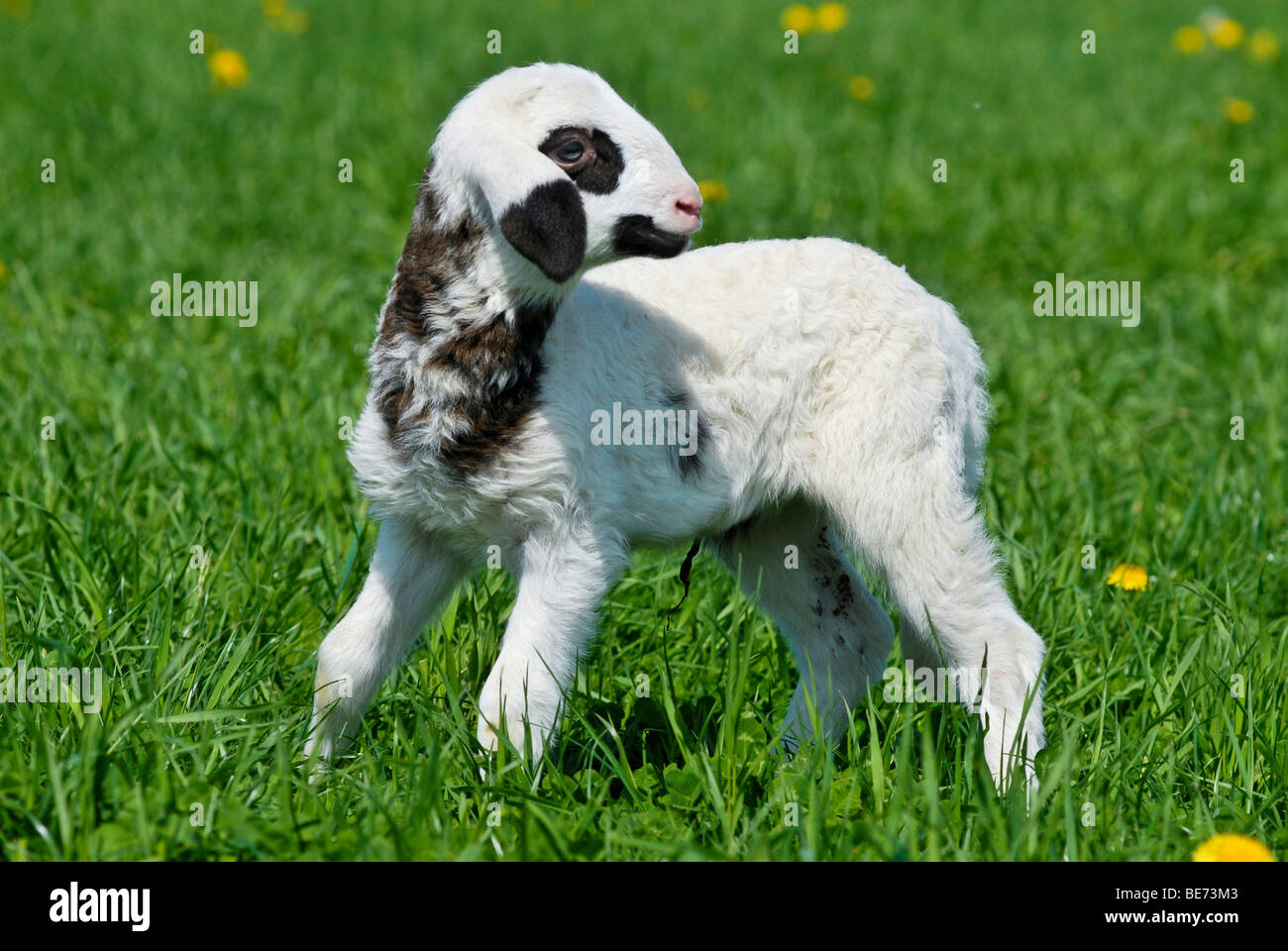 Simbolo agnello immagini e fotografie stock ad alta risoluzione - Alamy