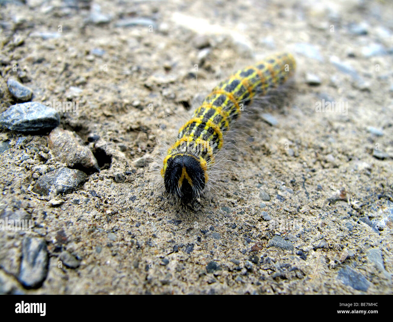 Buff tip phalera bucephala larvae moth immagini e fotografie stock ad ...