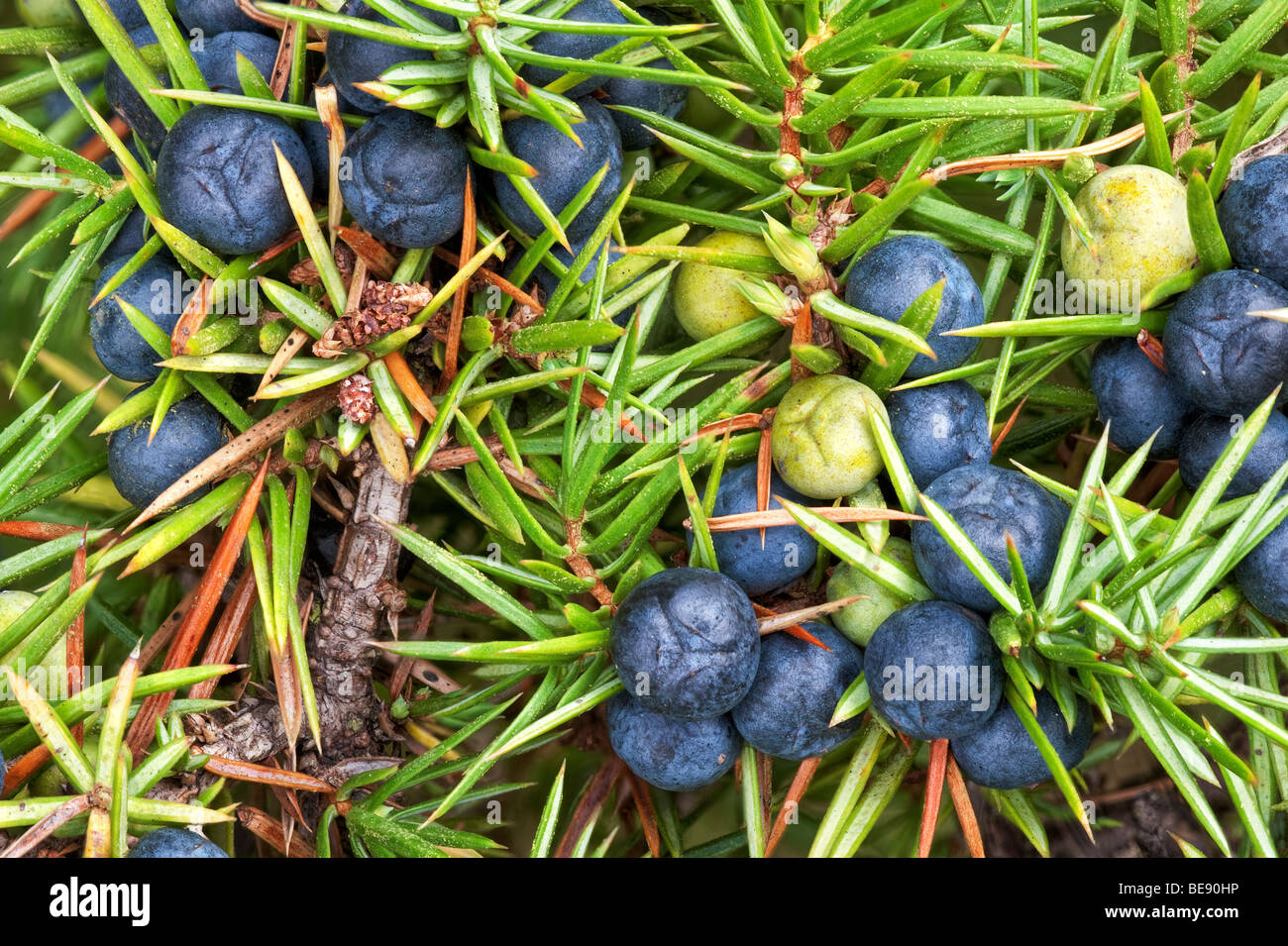 Ginepro comune immagini e fotografie stock ad alta risoluzione - Alamy