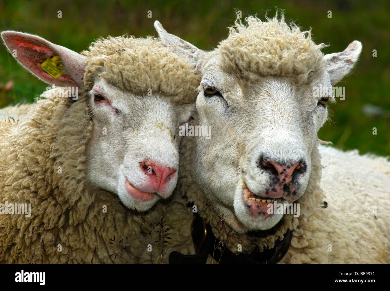 Foto umoristica di pecore immagini e fotografie stock ad alta ...