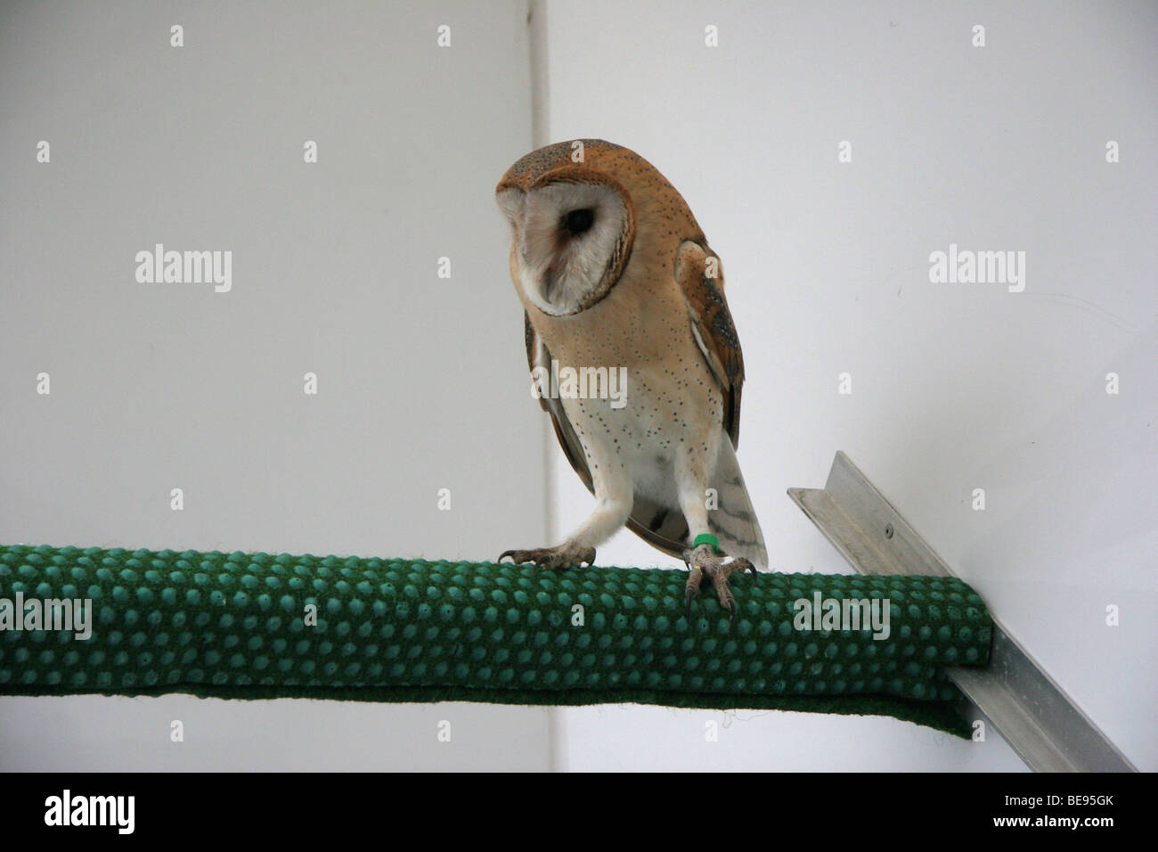 Tyto Alba Guttata Immagini e Fotos Stock - Alamy