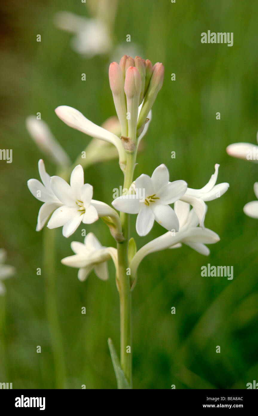 Polianthes tuberosa tuberose flowers immagini e fotografie stock ad ...