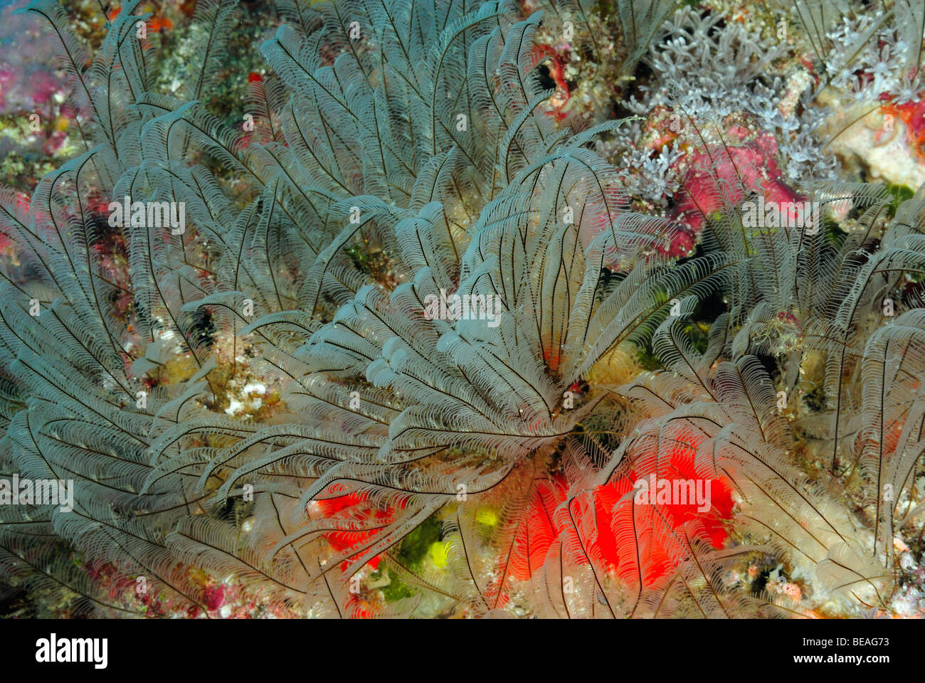 Golfo di aden immagini e fotografie stock ad alta risoluzione - Alamy