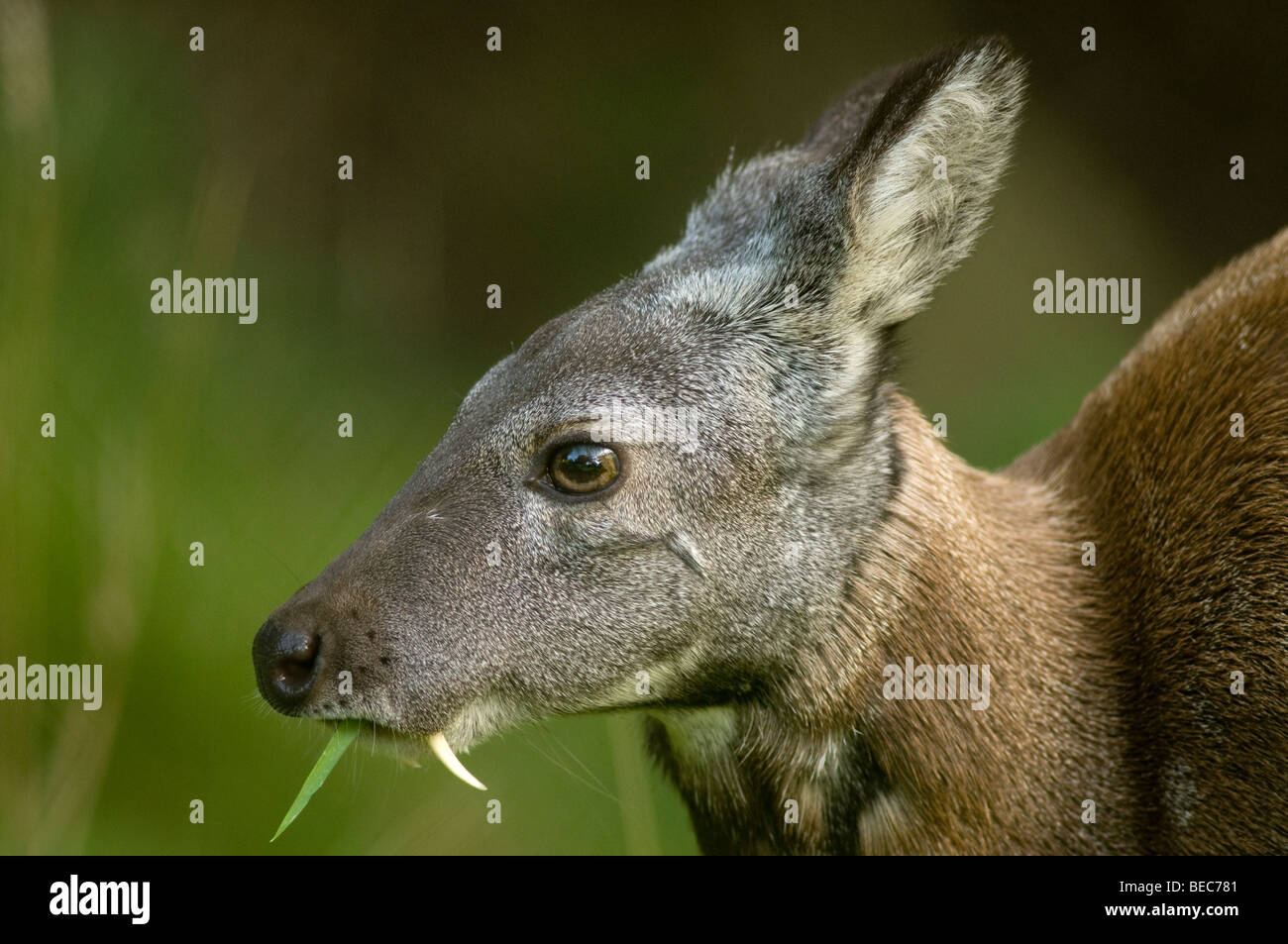 Siberian musk deer moschus moschiferus immagini e fotografie stock ad ...