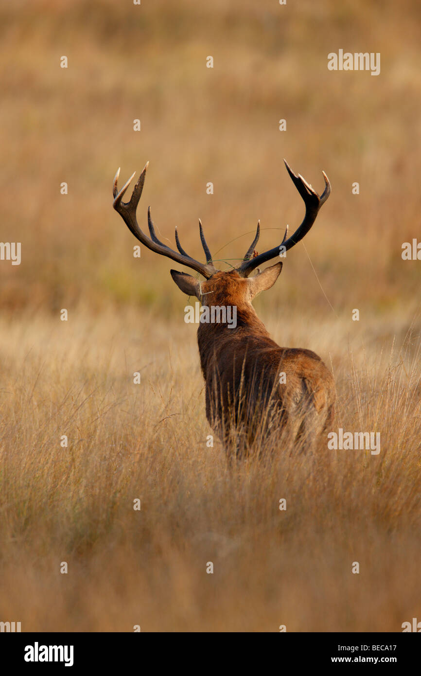 Cervo cervo elaphus immagini e fotografie stock ad alta risoluzione - Alamy