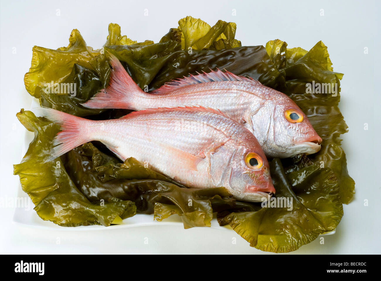 Pagellus erythrinus immagini e fotografie stock ad alta risoluzione - Alamy