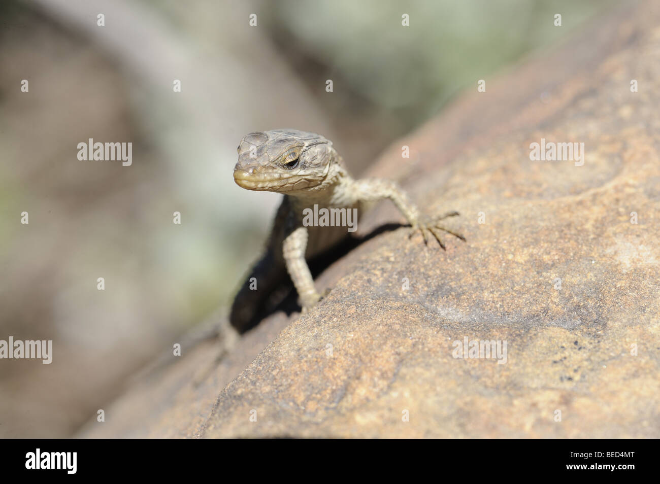 Cape girdled lizard immagini e fotografie stock ad alta risoluzione - Alamy