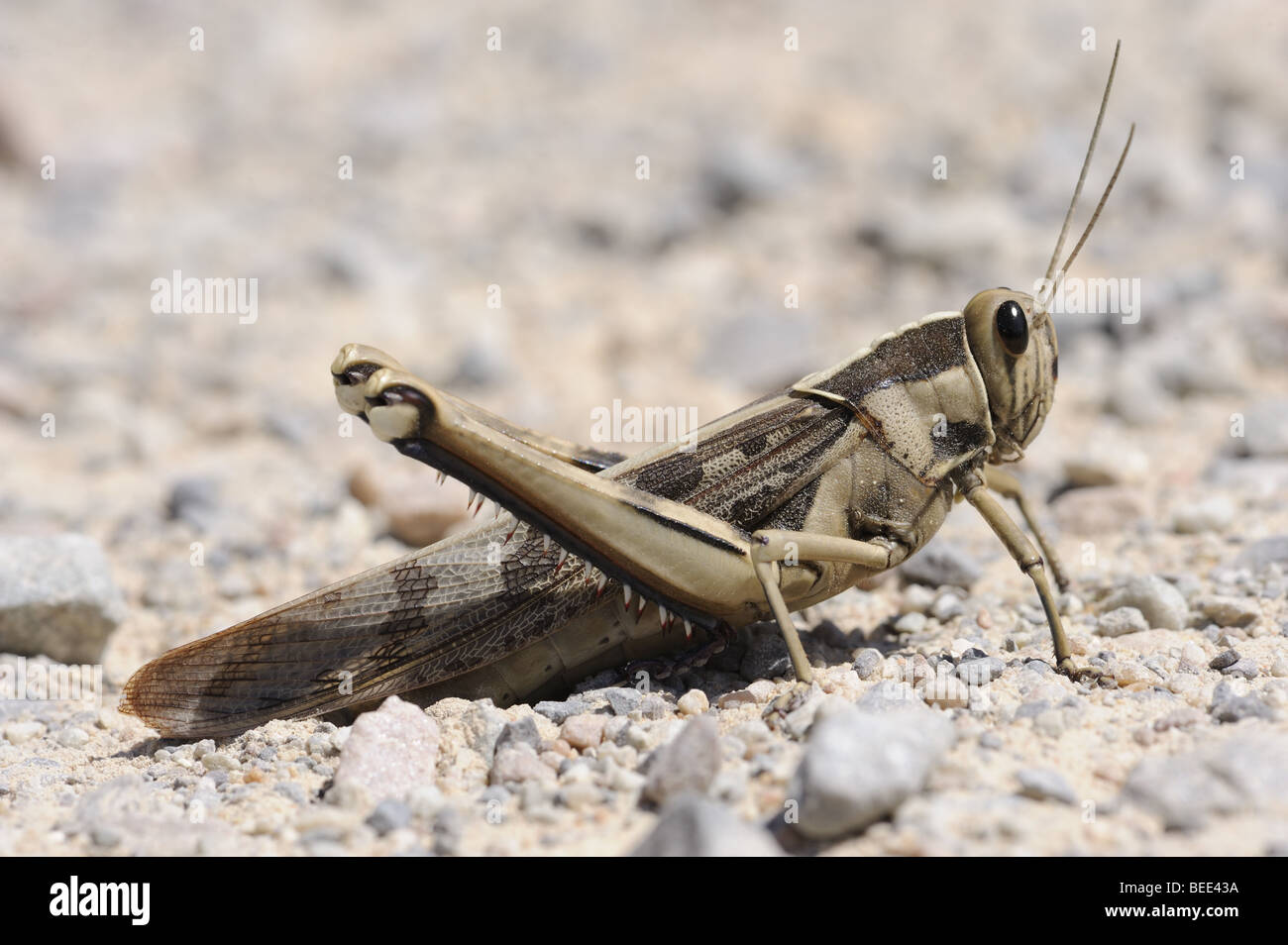 Locusta marrone immagini e fotografie stock ad alta risoluzione - Alamy