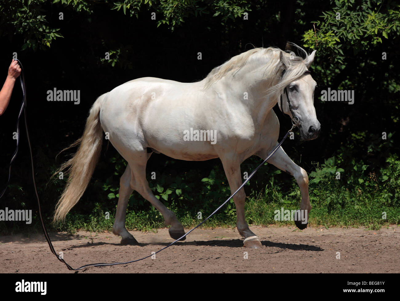 Cavallo stallone immagini e fotografie stock ad alta risoluzione - Alamy