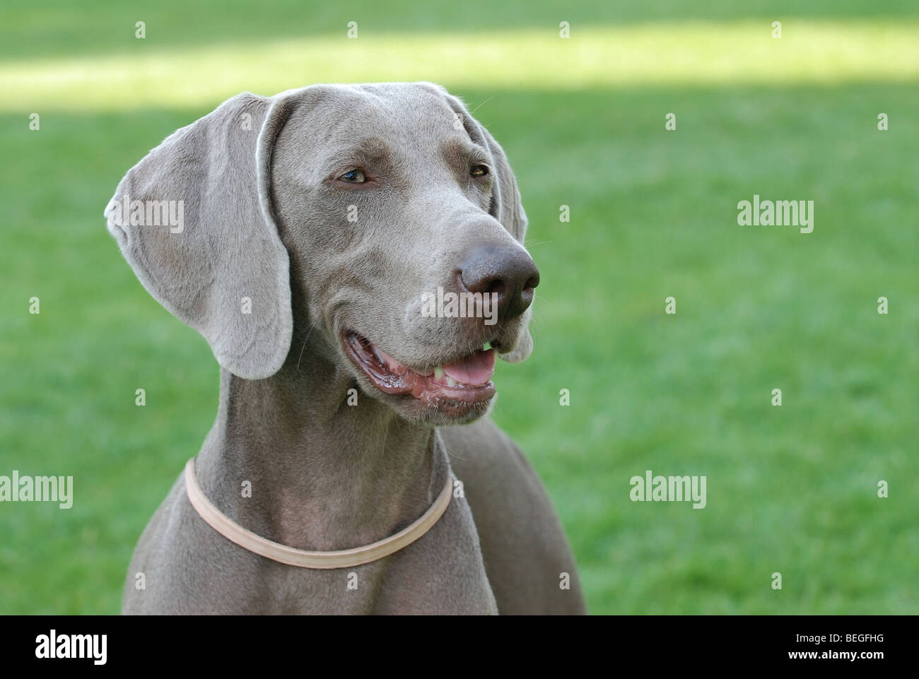 Pets weimaraner immagini e fotografie stock ad alta risoluzione - Alamy