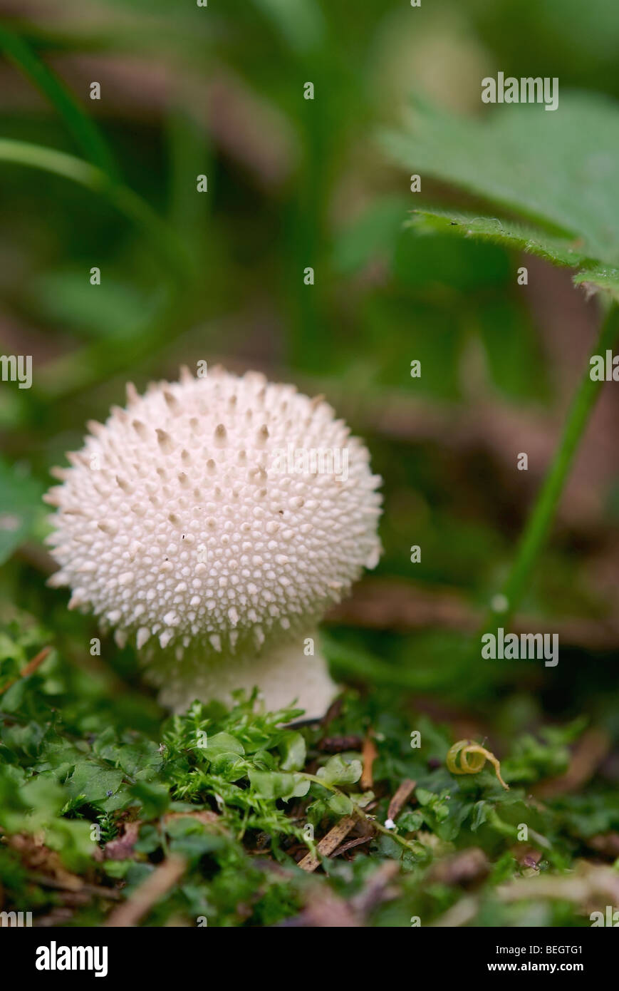 Palla di funghi immagini e fotografie stock ad alta risoluzione - Alamy