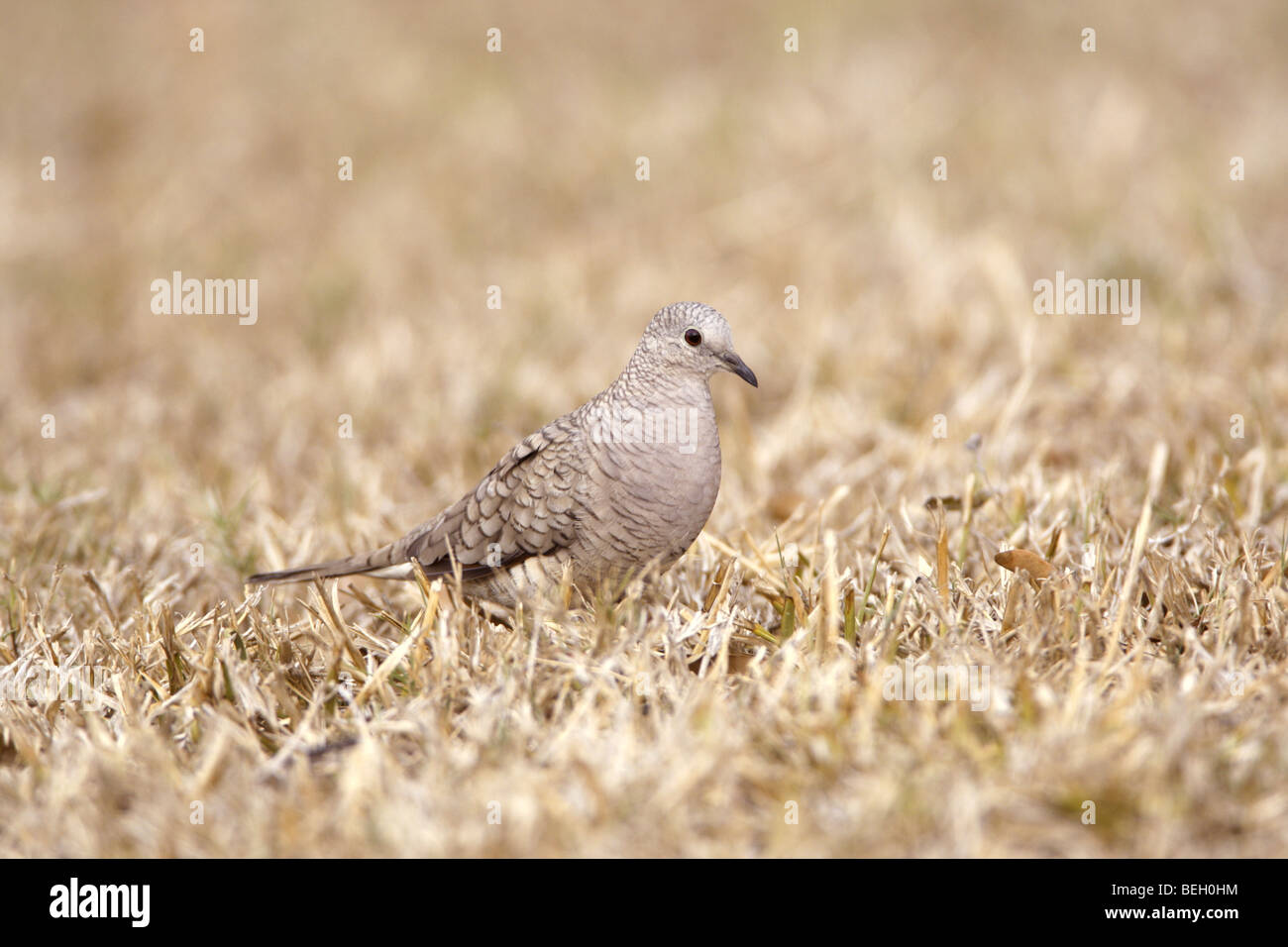 Scardafella inca immagini e fotografie stock ad alta risoluzione - Alamy