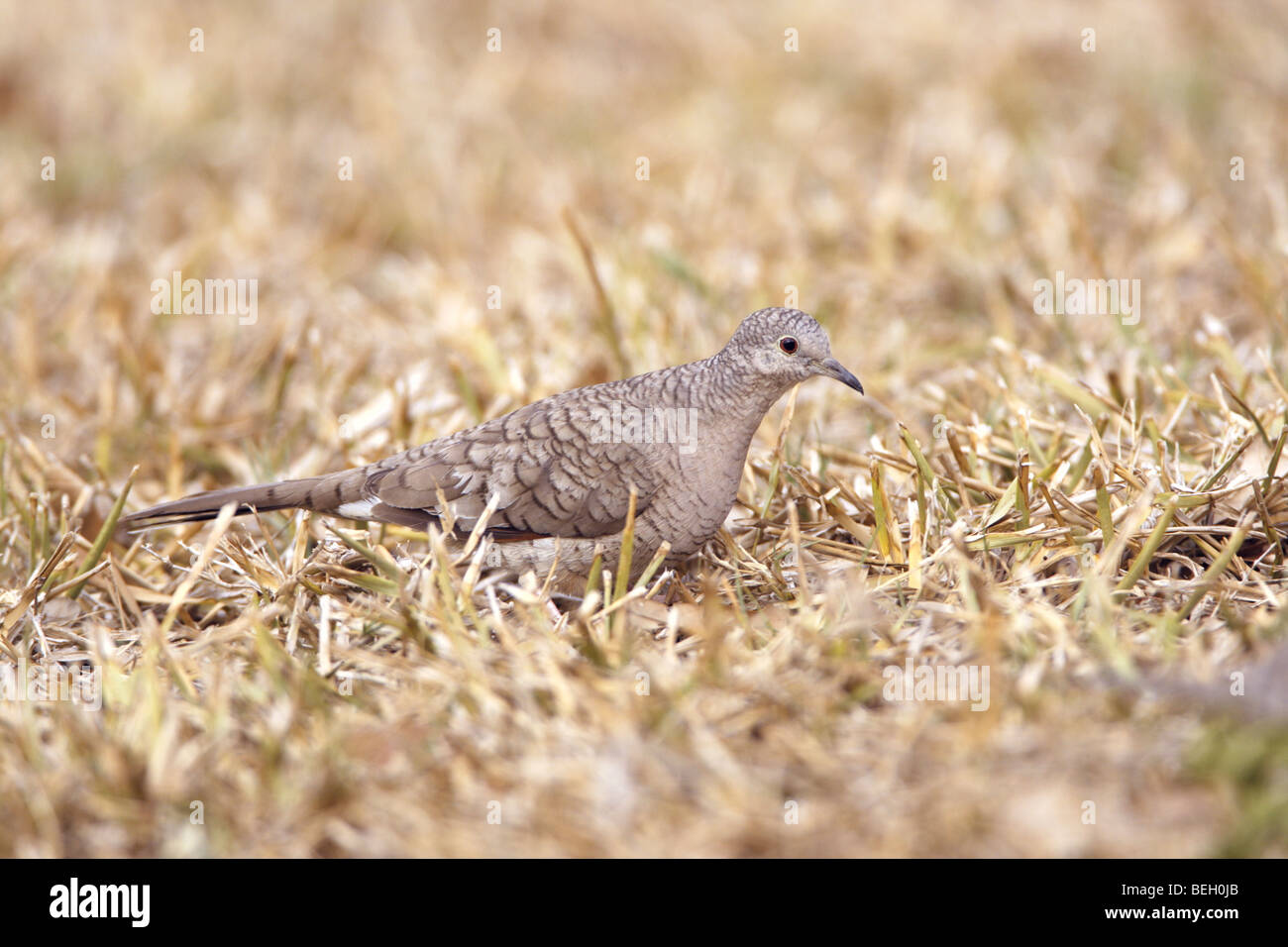 Scardafella inca immagini e fotografie stock ad alta risoluzione - Alamy