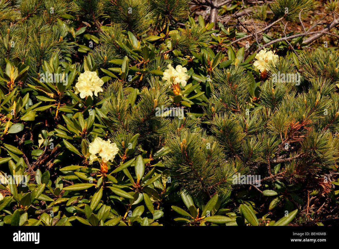 Rododendro aureo immagini e fotografie stock ad alta risoluzione - Alamy