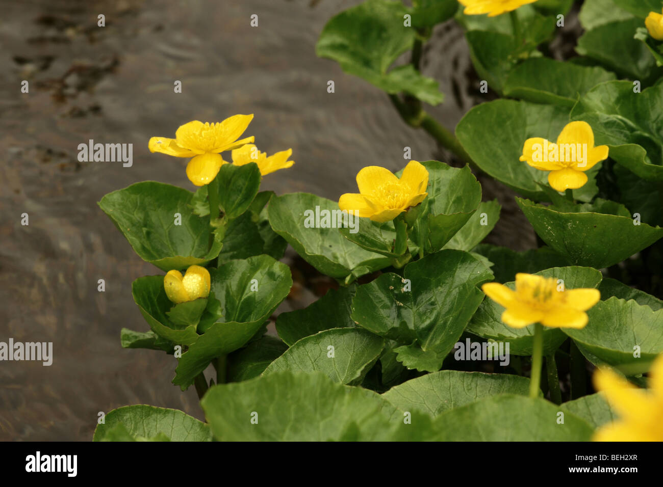Caltha palustris immagini e fotografie stock ad alta risoluzione - Alamy