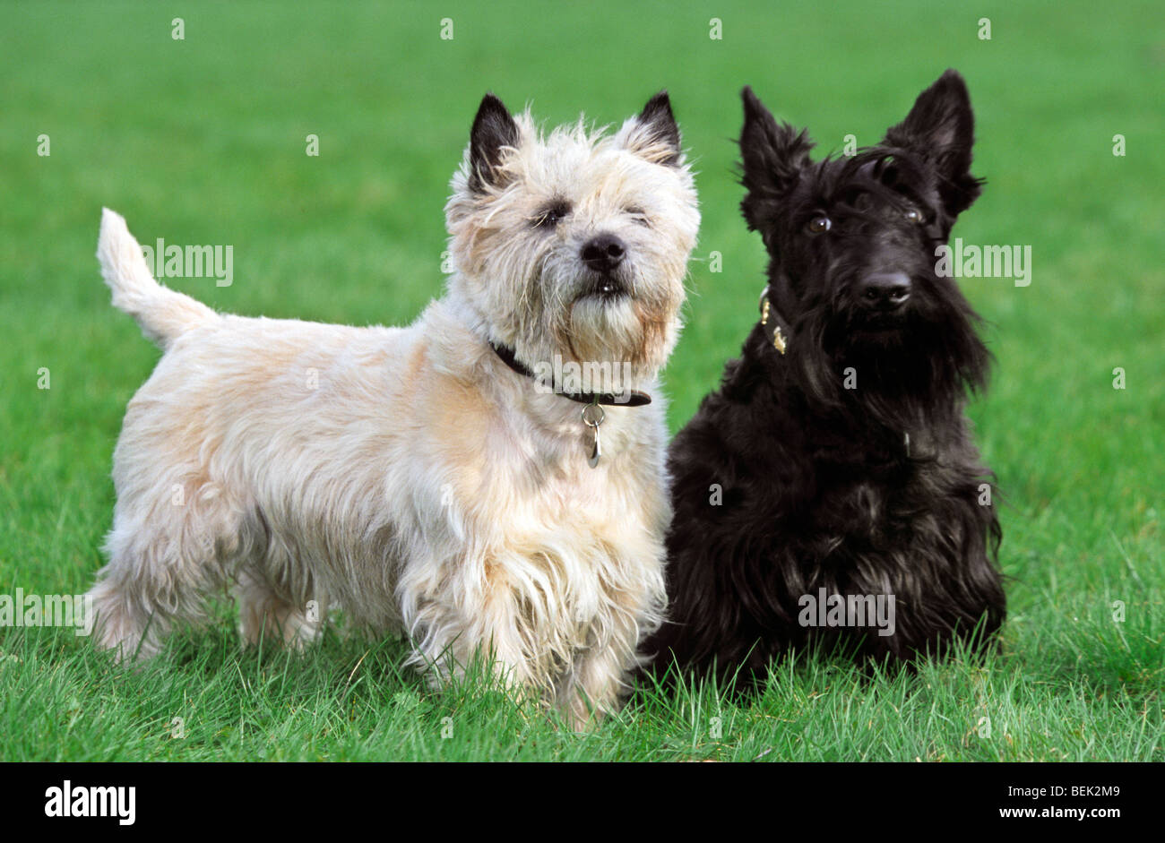 Due terrier, bianco Cairn Terrier e nero Scottish Terrier in posa ...
