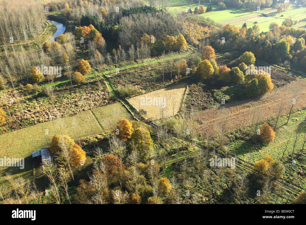 Rovere (Quercus robur) faggio (Fagus sylvatica) e betulle (Betula sp ...