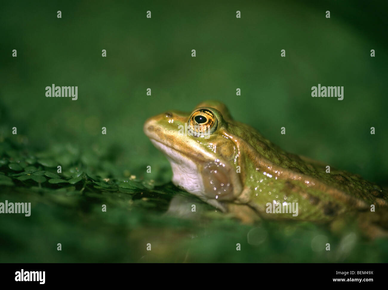 Frog rana sp immagini e fotografie stock ad alta risoluzione - Alamy