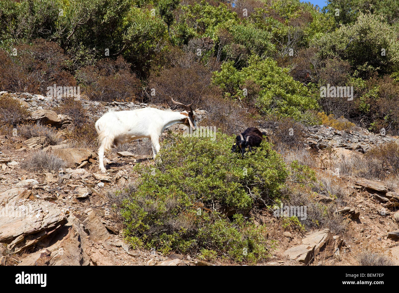 Capra sardegna immagini e fotografie stock ad alta risoluzione - Alamy