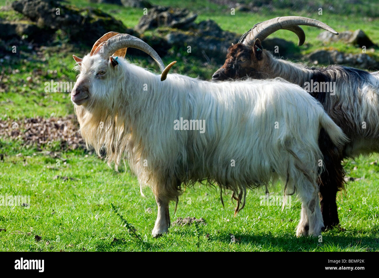 Goats capra hircus immagini e fotografie stock ad alta risoluzione - Alamy