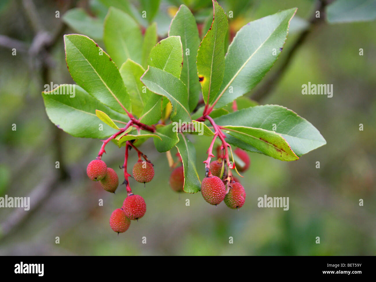 Arbutus unedo f rubra ericaceae immagini e fotografie stock ad alta ...