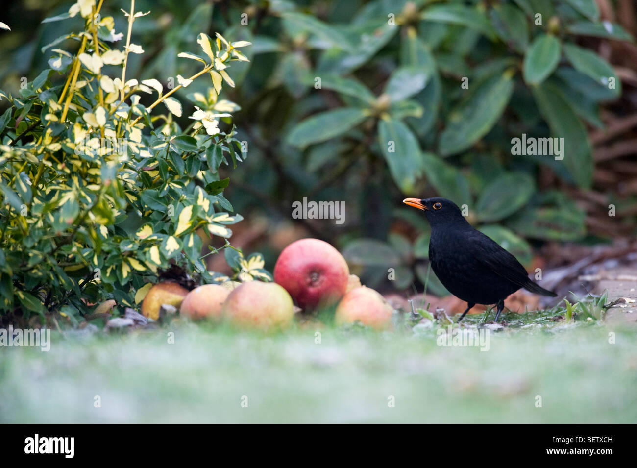 Merlo maschio in giardino immagini e fotografie stock ad alta ...