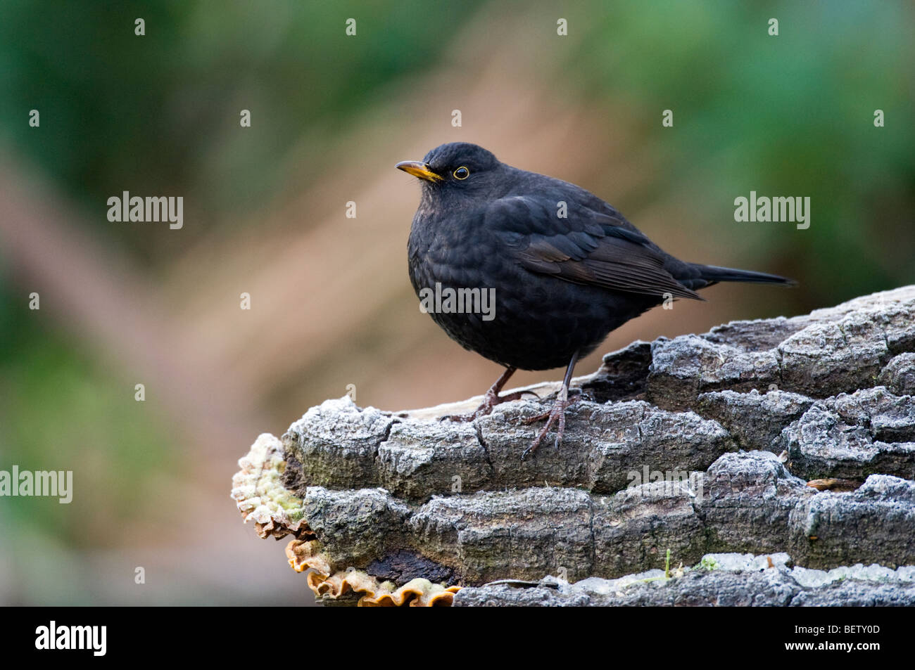 Merlo maschio in giardino immagini e fotografie stock ad alta ...
