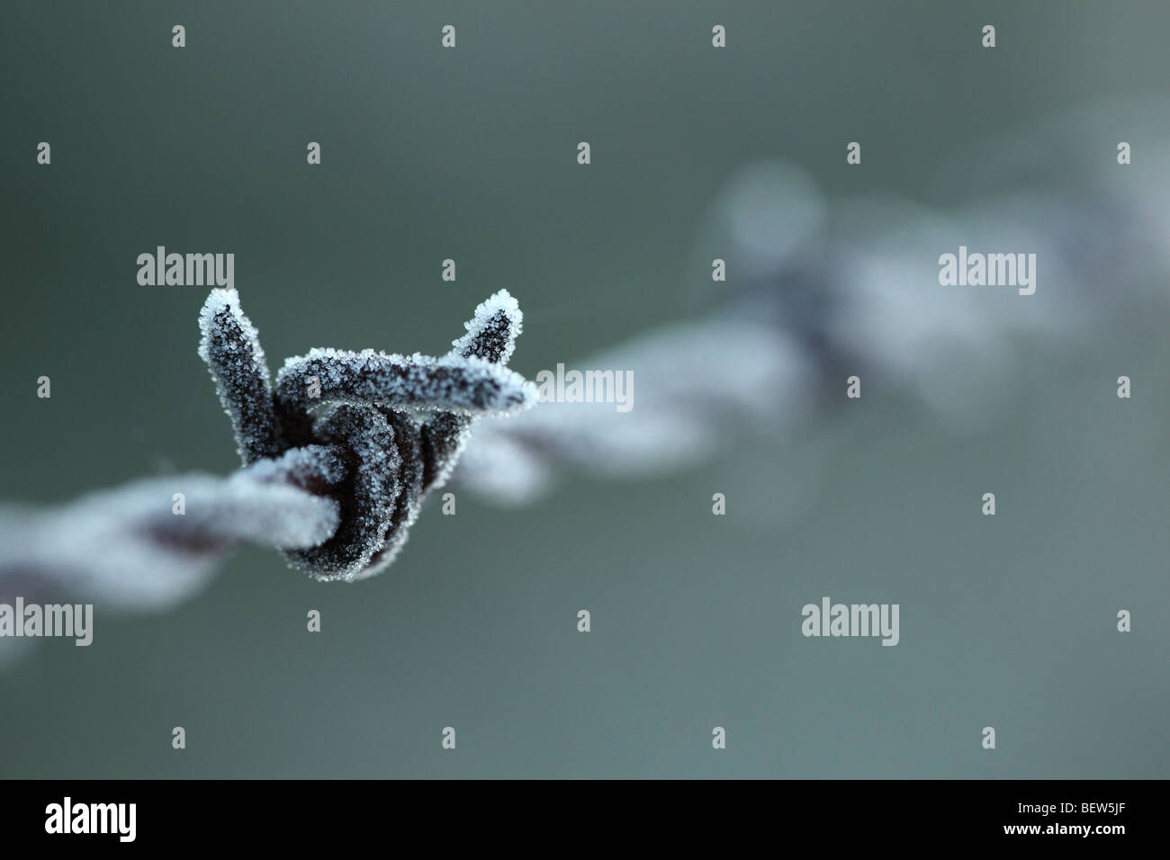 Recinto di recinzioni di filo spinato immagini e fotografie stock ad ...